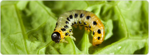 Common Vegetable Pests - Bayer Advanced
